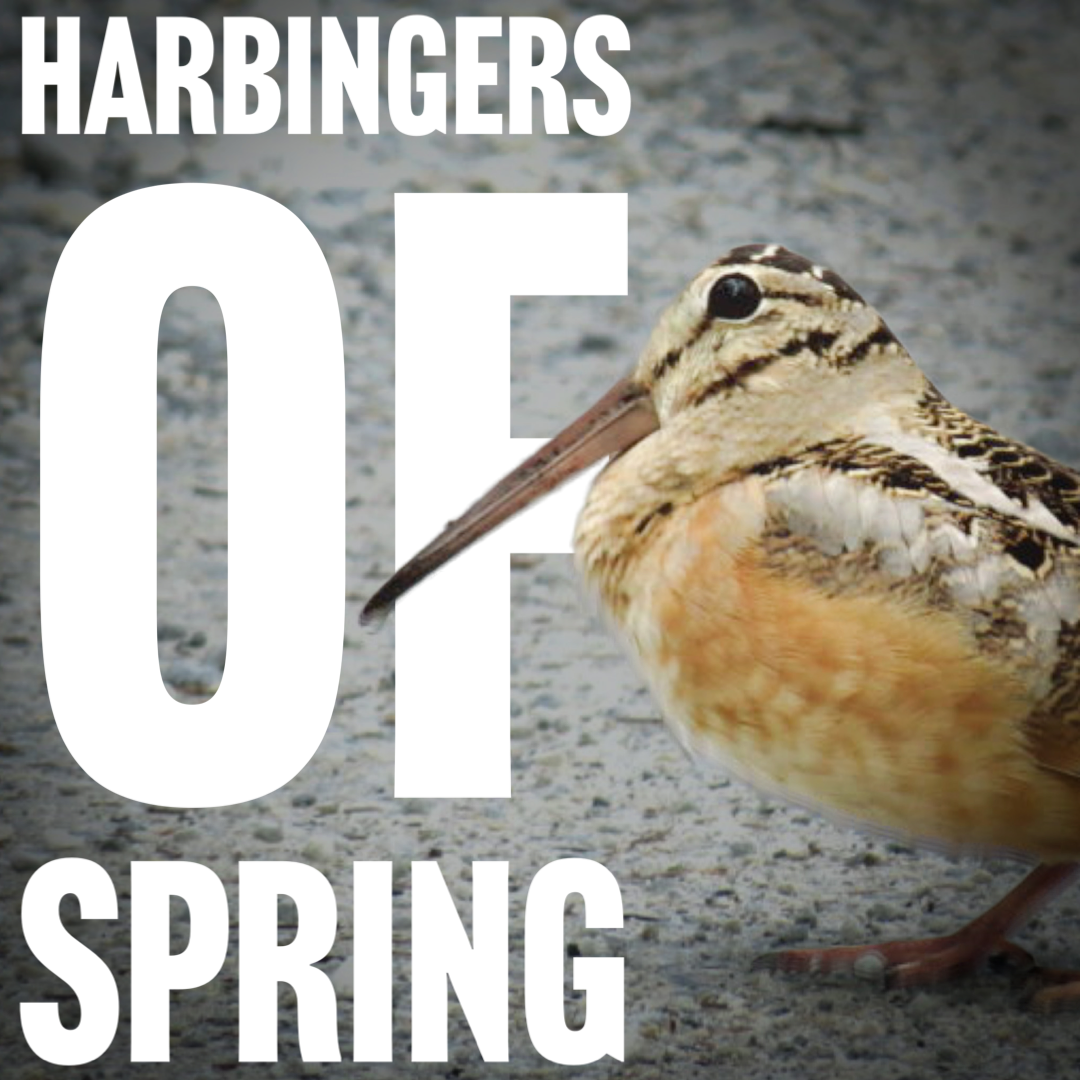 Harbingers of Spring — Nature Reliance