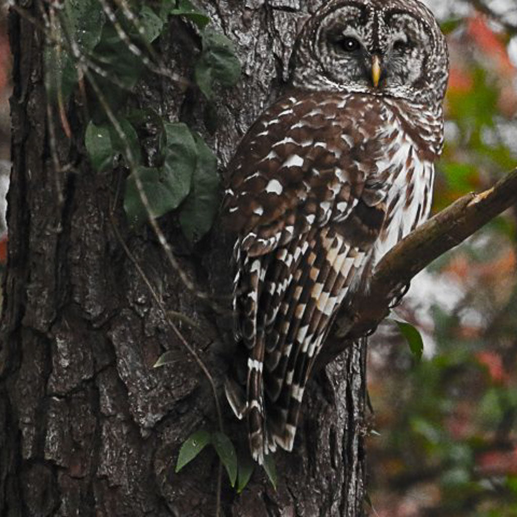 What do you see? — Nature Reliance